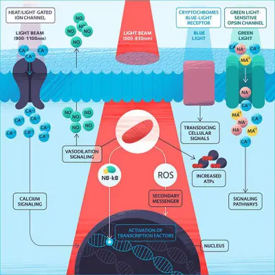 What is Photobiomodulation? Photobiomodulation Process. - Vielight Inc
